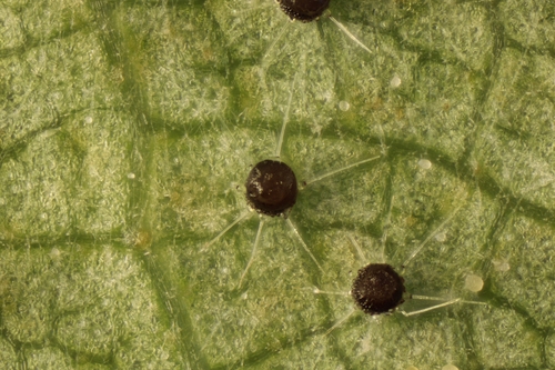 Phyllactinia betulae · iNaturalist United Kingdom