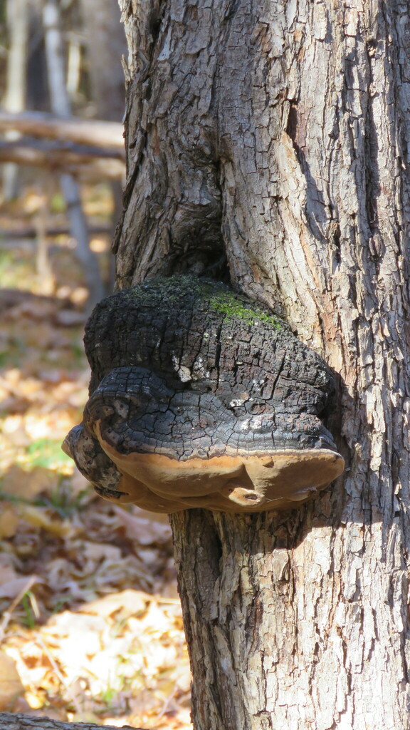 Phellinus rimosus complex from Eagleson Rd, Kanata, ON K2M 1P1, Canada ...