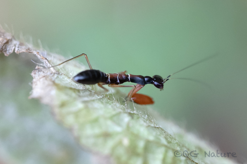 Odontomantis sinensis from 中国浙江省温州市泰顺县 on October 5, 2022 at 12:05 PM ...