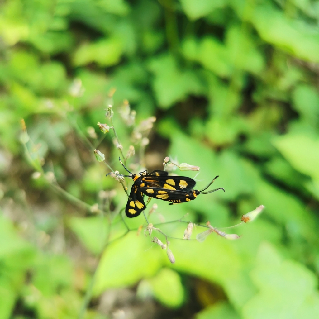 Thyrassia penangae from 湖北省武汉市黄陂区木兰天池-观瀑崖 on May 16, 2022 at 04:18 PM by 利刃 · iNaturalist