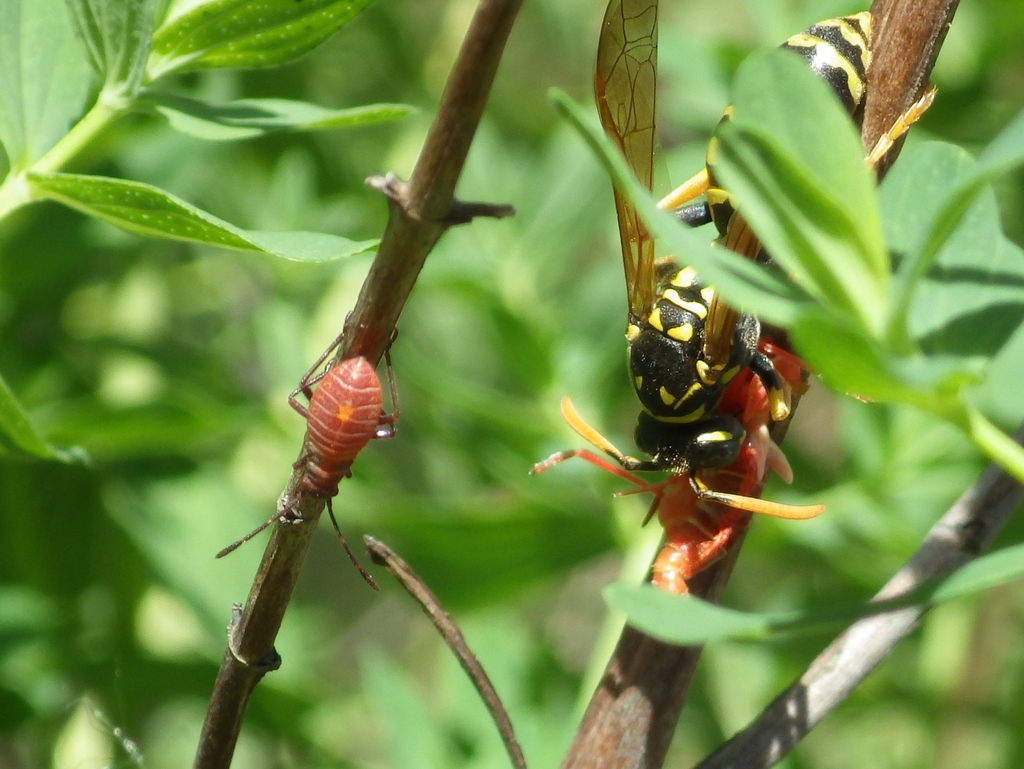 European Paper Wasp from Spokane, Washington, United States on May 28 ...