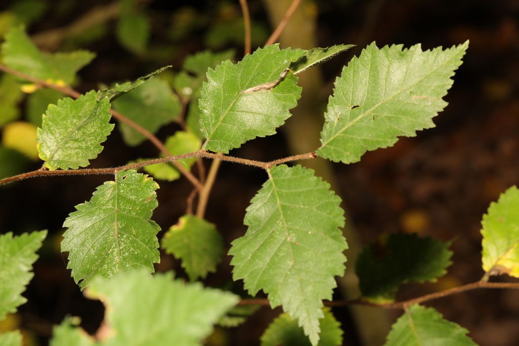Field Elm from Clincton Woods, Lakeside Close, Widnes, UK on October 27 ...