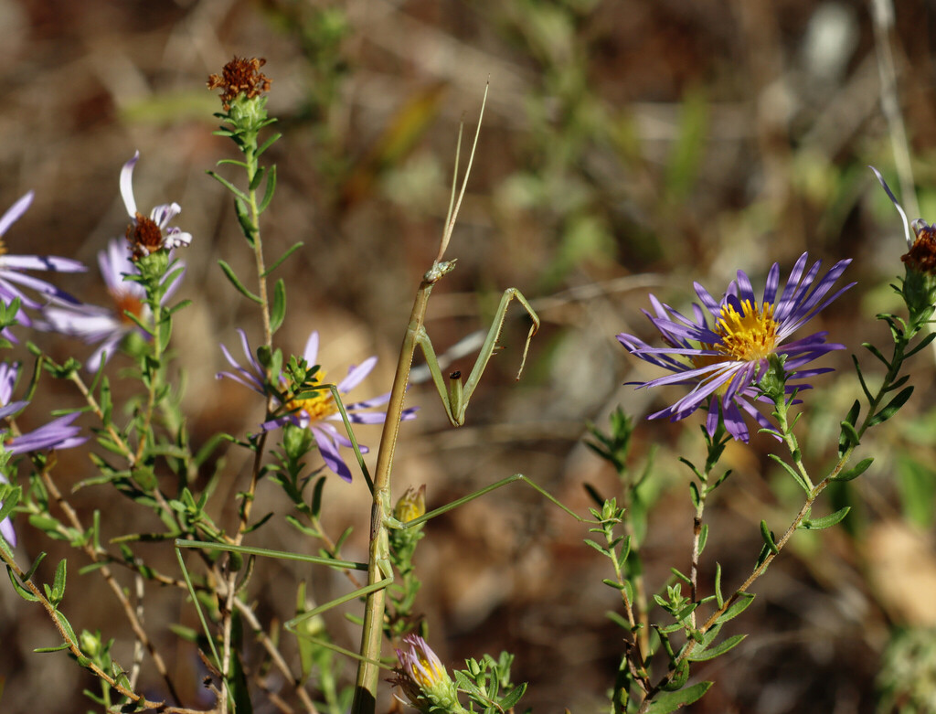 Northern Grass Mantis from Fairview, TX 75069, USA on October 26, 2022 ...