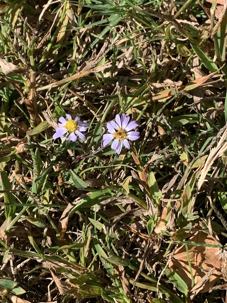 dicots from Loyola University New Orleans, New Orleans, LA, US on ...