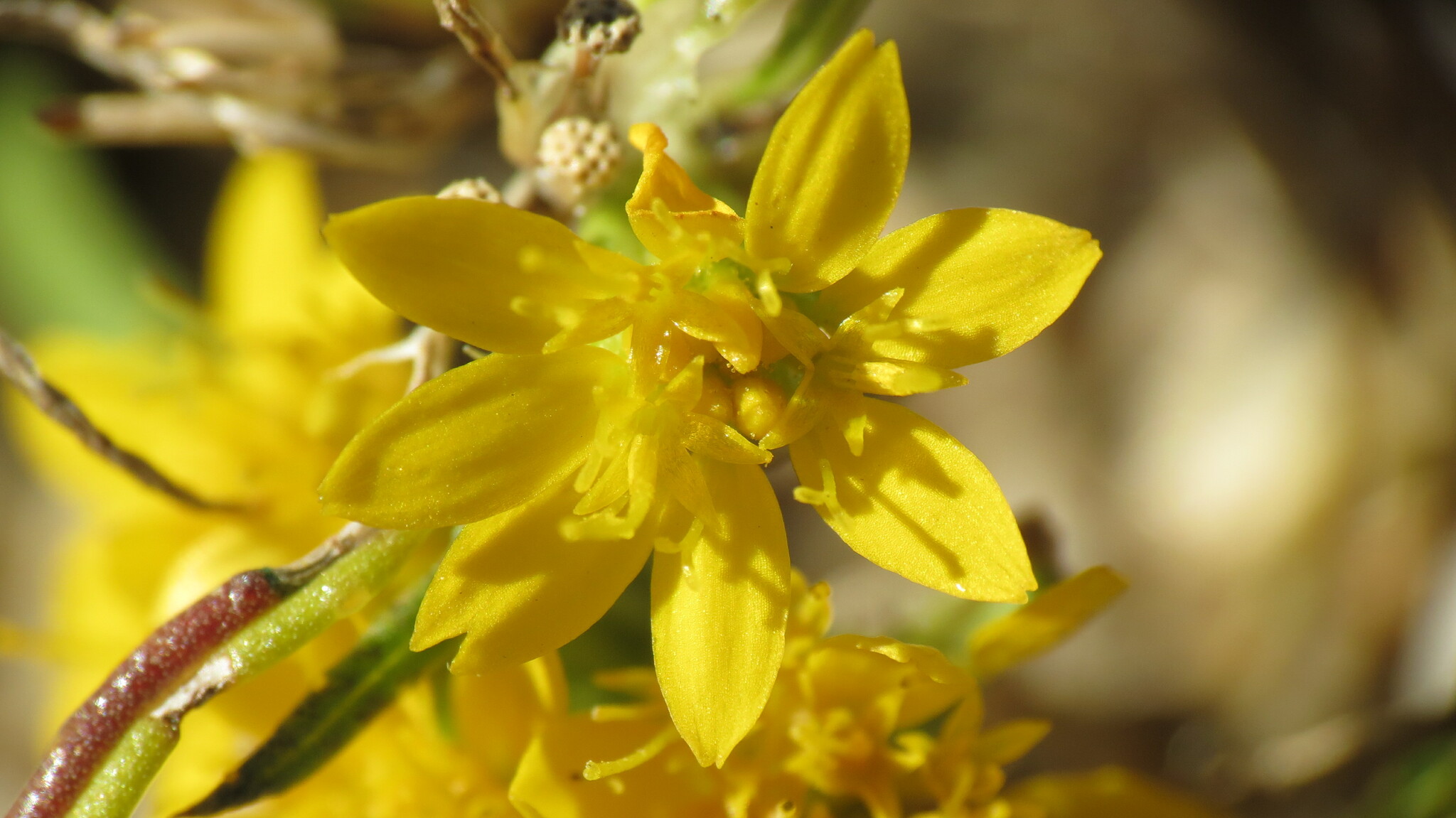 Pectis angustifolia Torr.