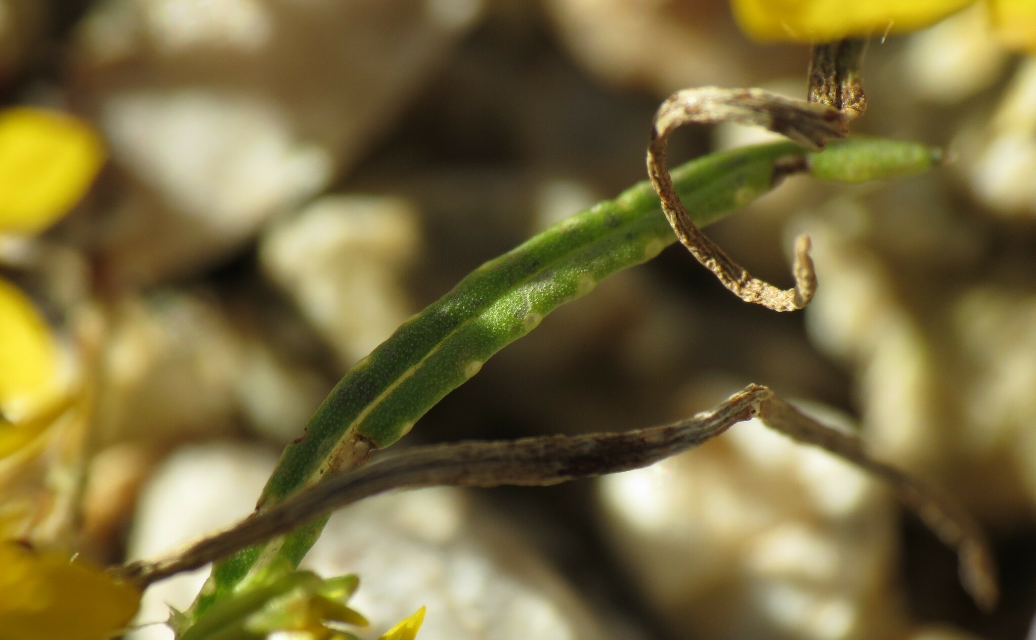 Pectis angustifolia Torr.