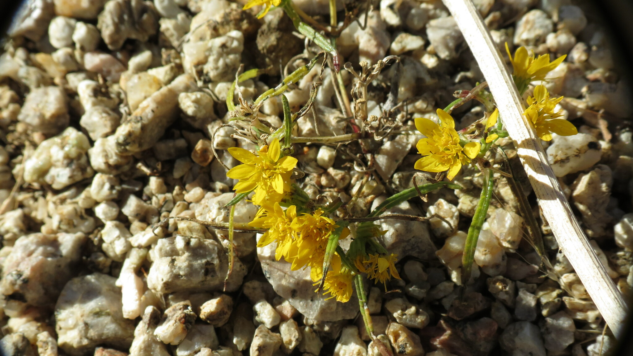 Pectis angustifolia Torr.