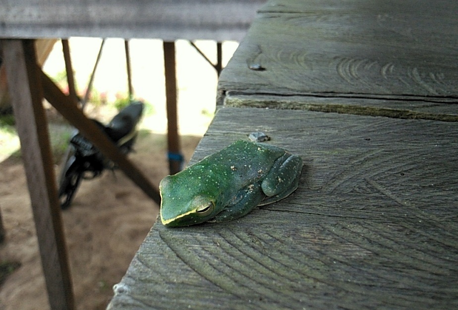 Dulit Flying Frog from Long Lanuk, Sambaliung, Berau Regency, East ...