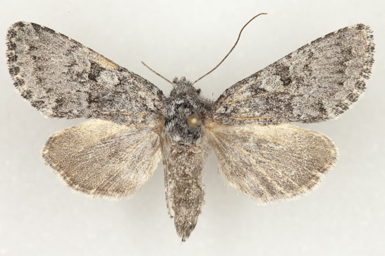 Brother Moth from Daybreak, South Jordan, UT 84009, USA on July 22 ...