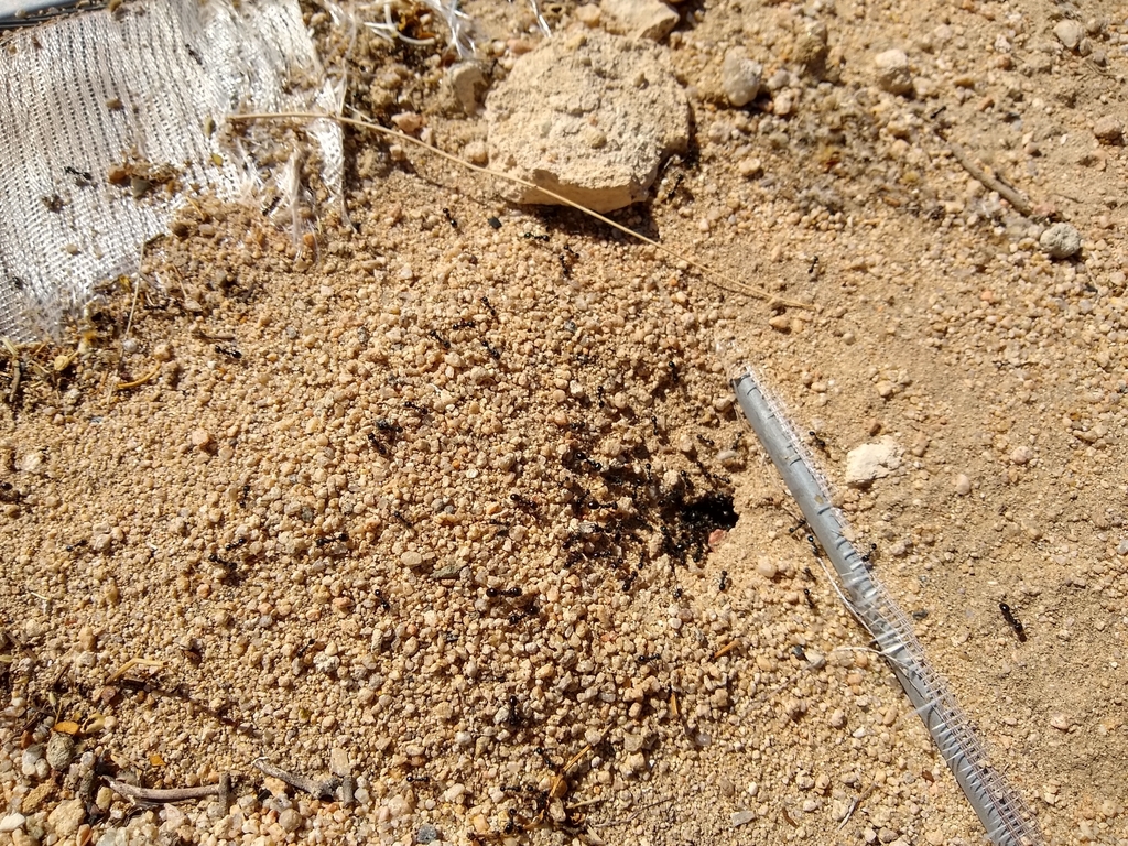 Veromessor pergandei from Boy Scout Trailhead on October 24, 2022 at 11 ...