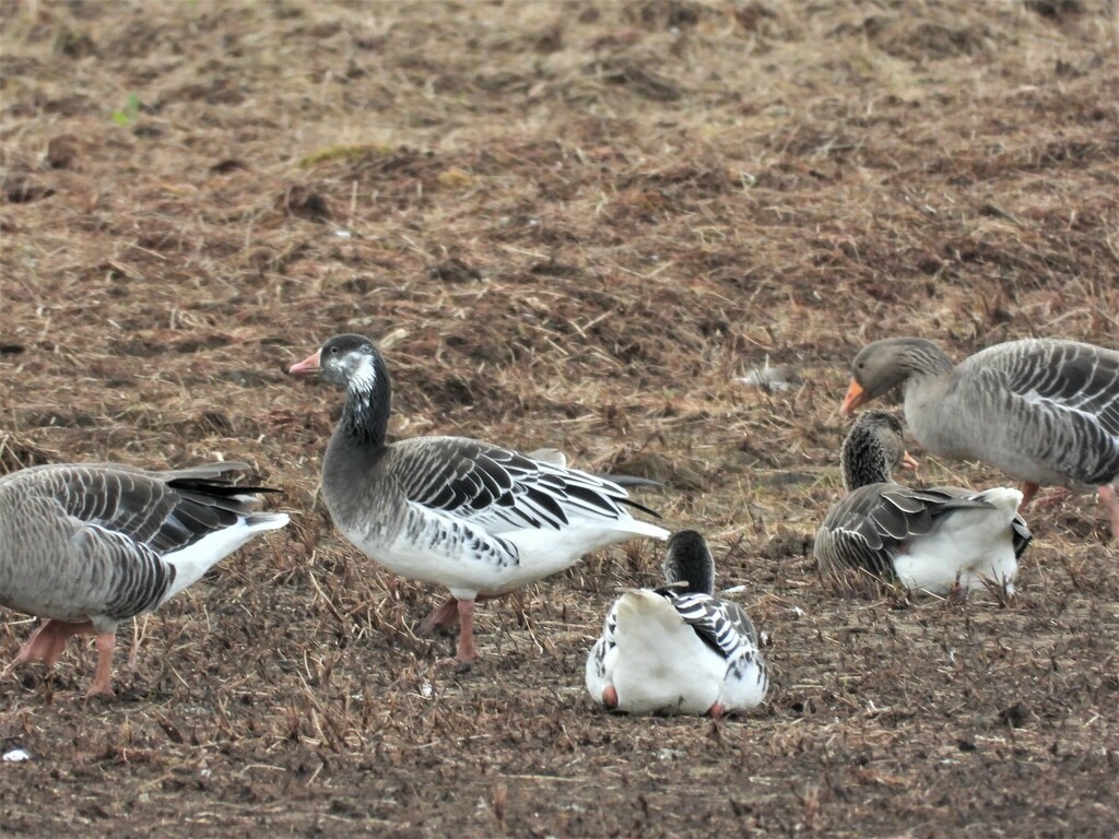 Grey Geese from Oxfordshire, UK on October 27, 2022 at 01:03 PM by ...
