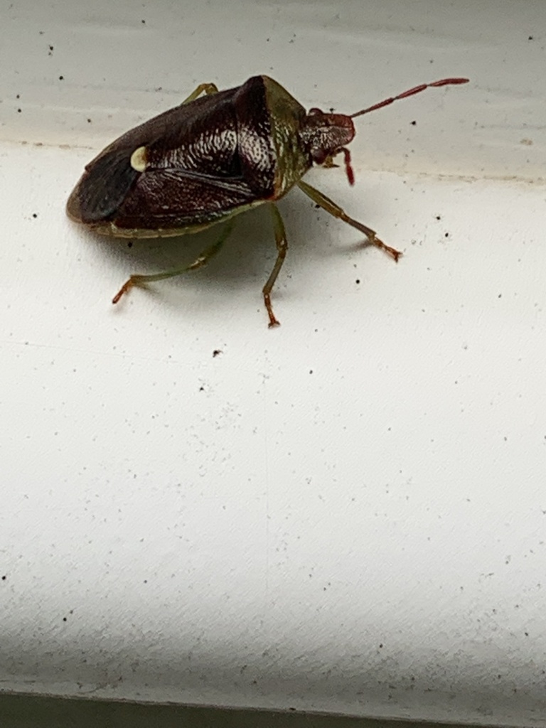 Green Burgundy Stink Bug from Newfoundland, St. John's, NL, CA on ...