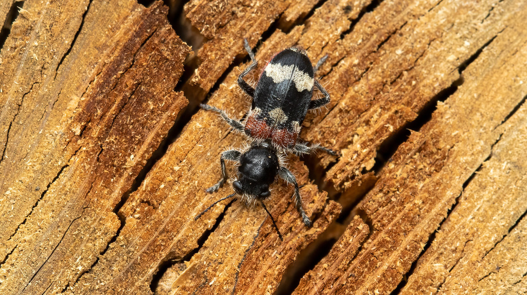 Clerus mutillarius from Vienna, Austria on June 05, 2022 at 02:57 PM by ...