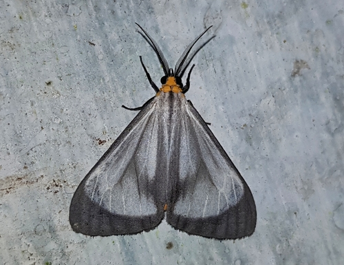 Xenosoma geometrina · iNaturalist