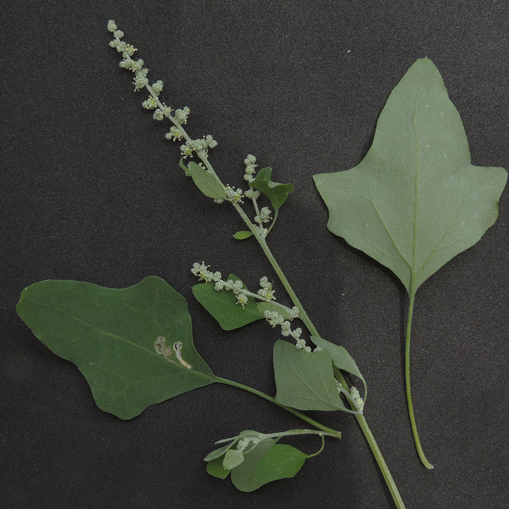 Fremont's goosefoot (Chenopodium fremontii) - Botanical Realm