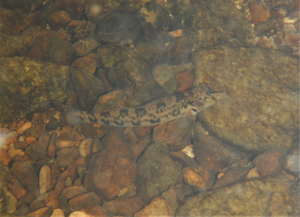 Greenside Darter in August 2018 by Helen A. Czech · iNaturalist