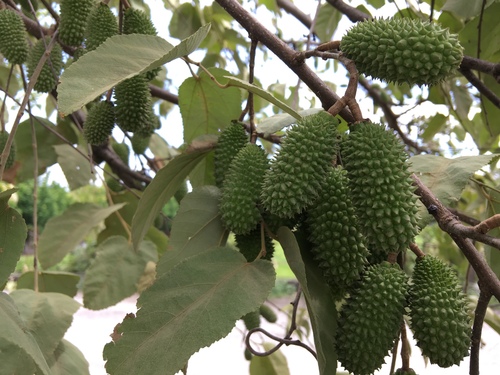 Guazuma guazuma · iNaturalist