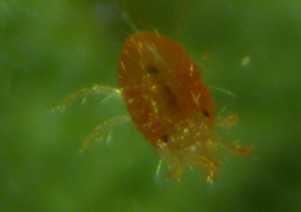 Tetranychus urticae Koch, 1836