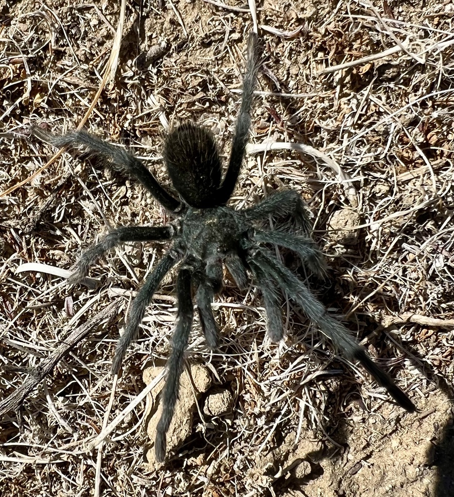 Mojave Dwarf Tarantula from Rosamond, CA, US on October 25, 2022 at 10: ...
