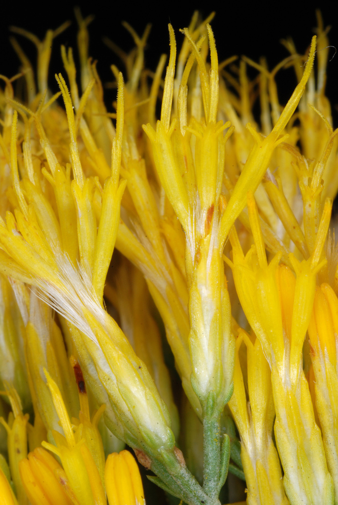 Rubber Rabbitbrush (Plants of Rosewood Nature Study Area) · iNaturalist