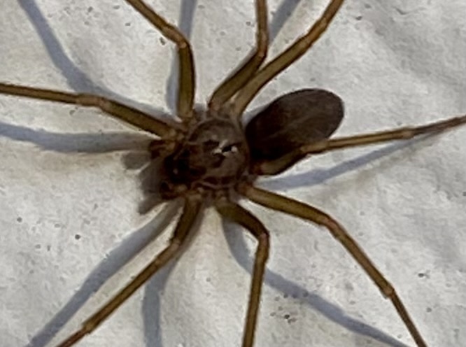 Texas Recluse from Dove Meadow, Boerne, TX, US on October 26, 2022 at ...