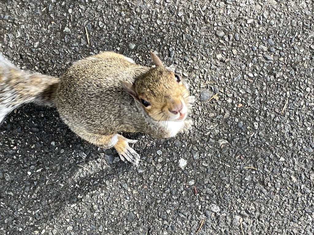 Eastern Gray Squirrel from University of Washington School of Law ...