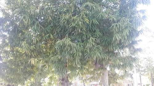 Polyalthia rumphii · iNaturalist