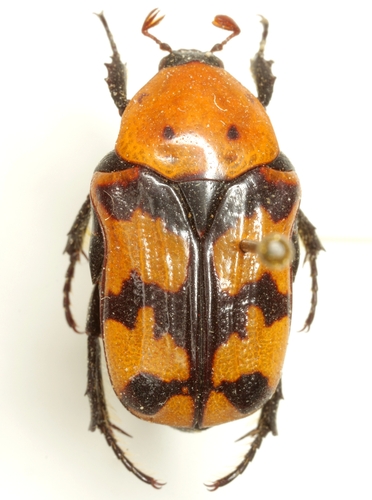 ホソオビメリケンハナムグリ (Euphoria fascifera)