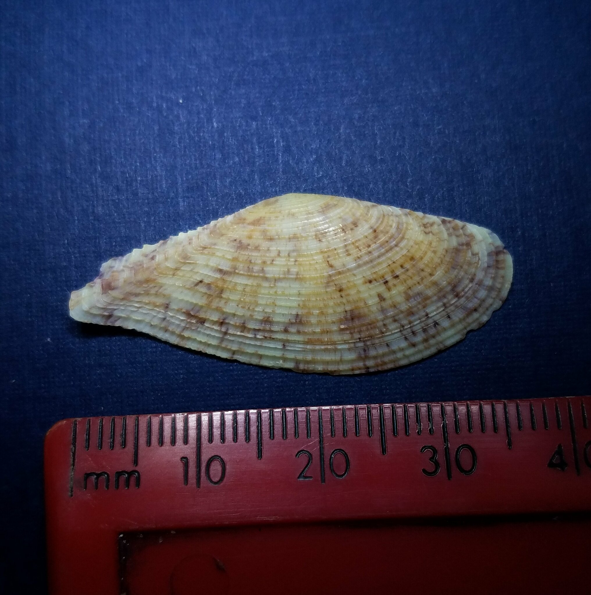 Tellinella listeri (Röding, 1798)