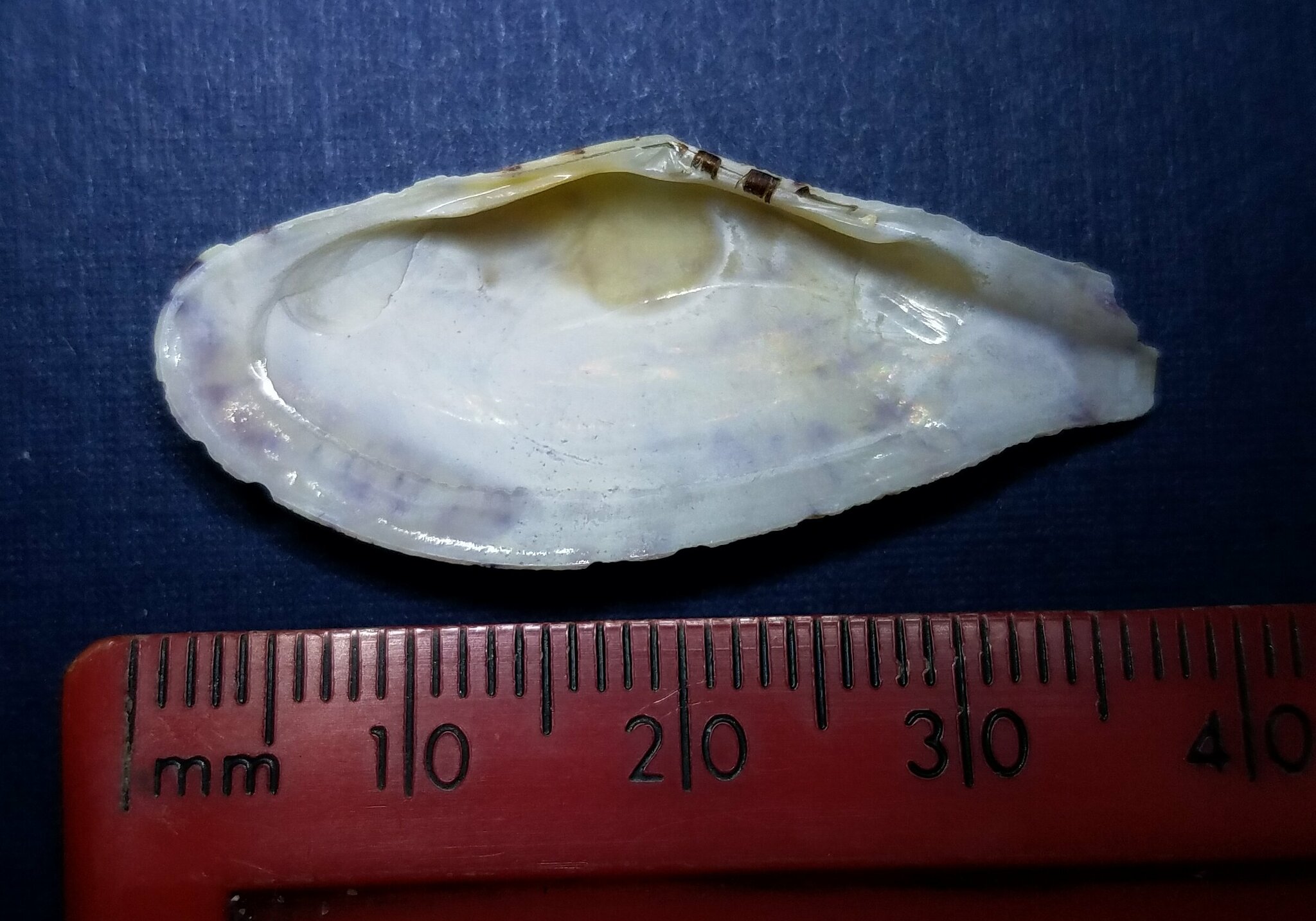 Tellinella listeri (Röding, 1798)