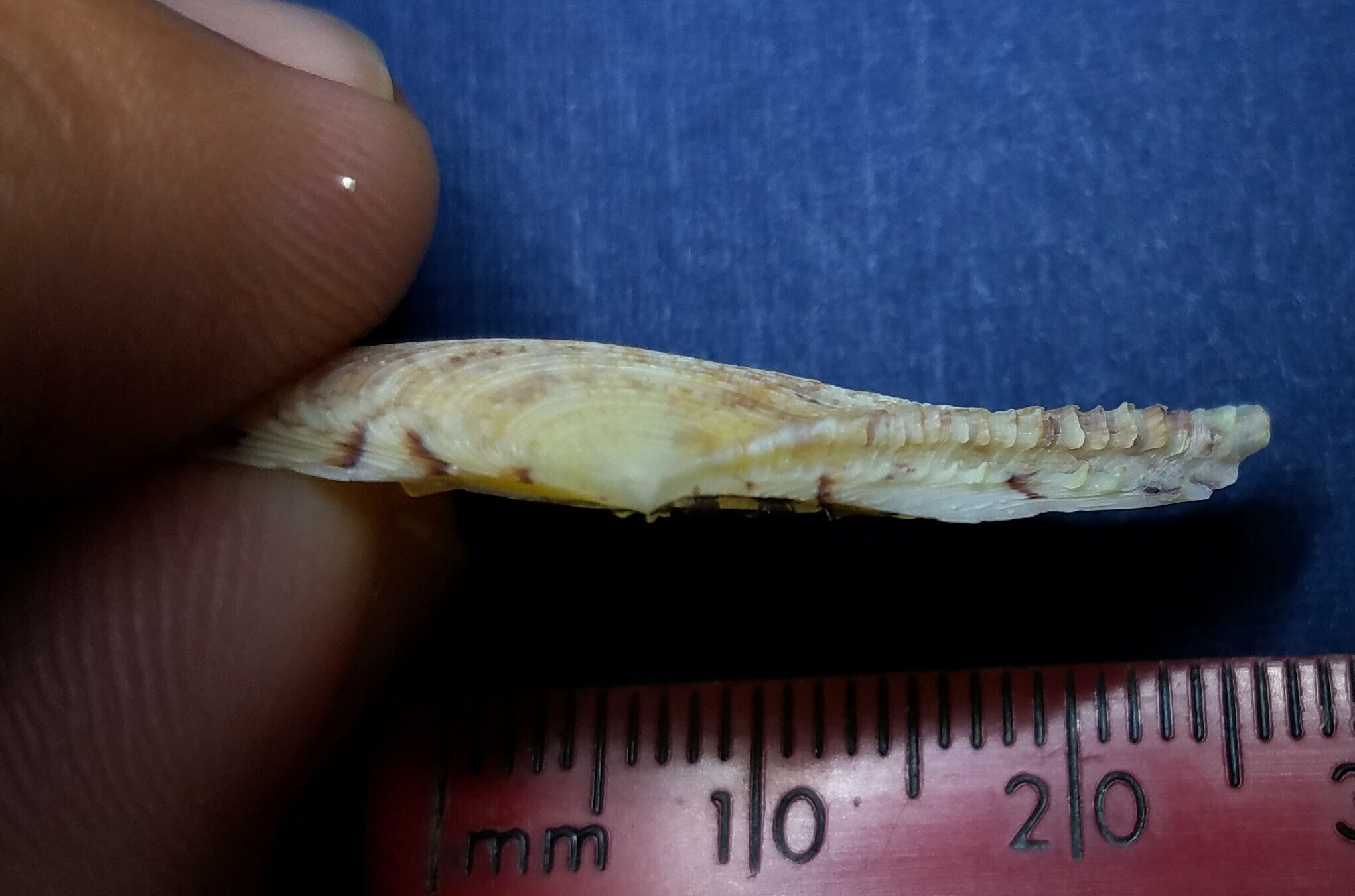 Tellinella listeri (Röding, 1798)