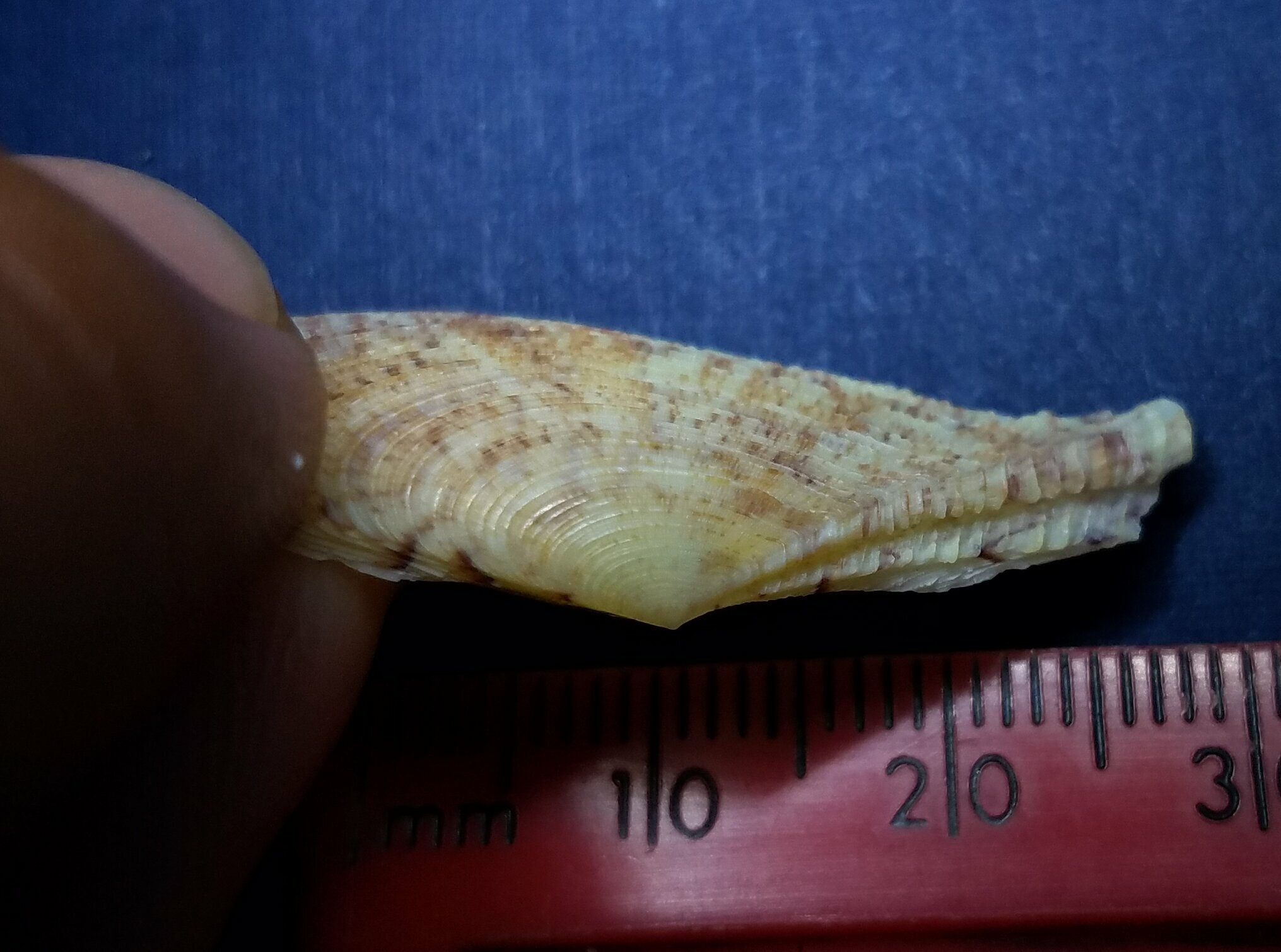 Tellinella listeri (Röding, 1798)