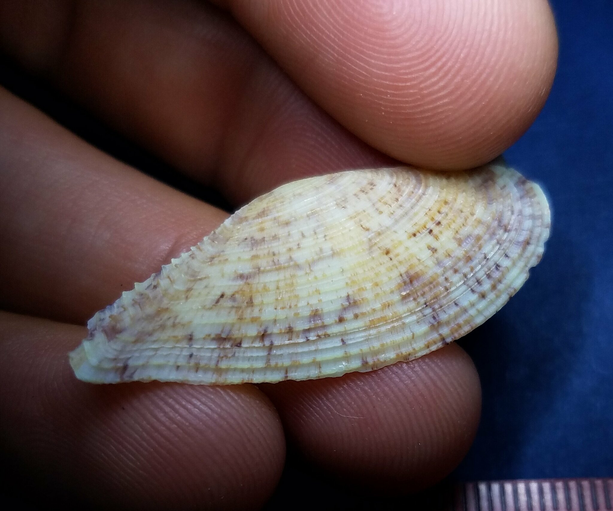 Tellinella listeri (Röding, 1798)