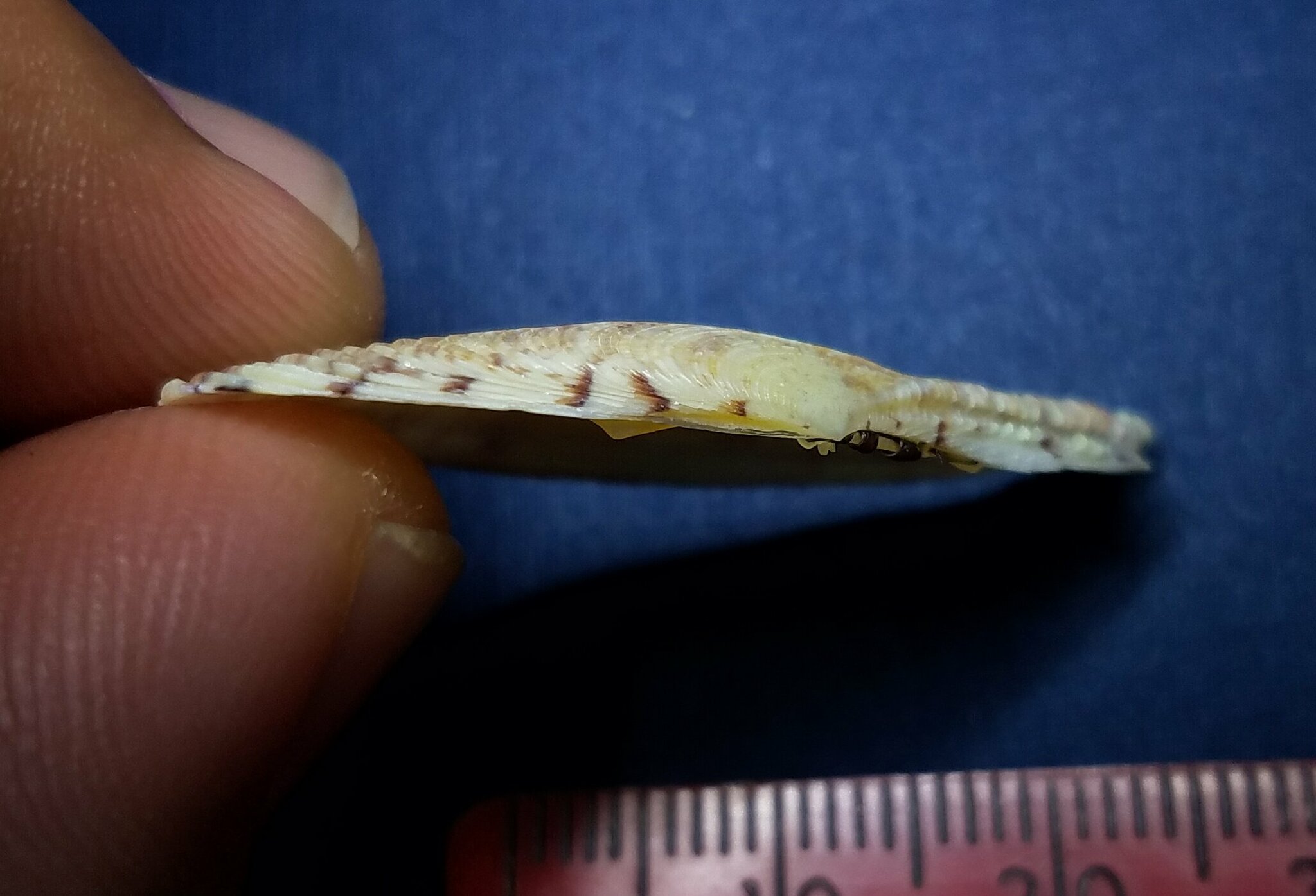 Tellinella listeri (Röding, 1798)