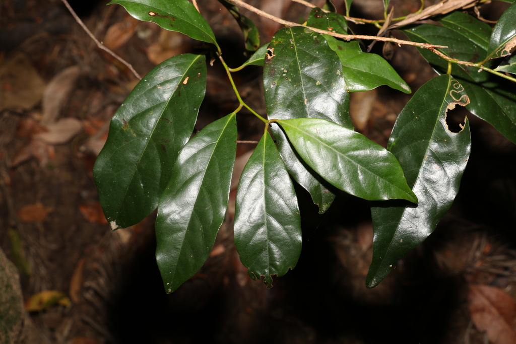 Cryptocarya macdonaldii from Burpengary-Narangba, Queensland, Australia ...