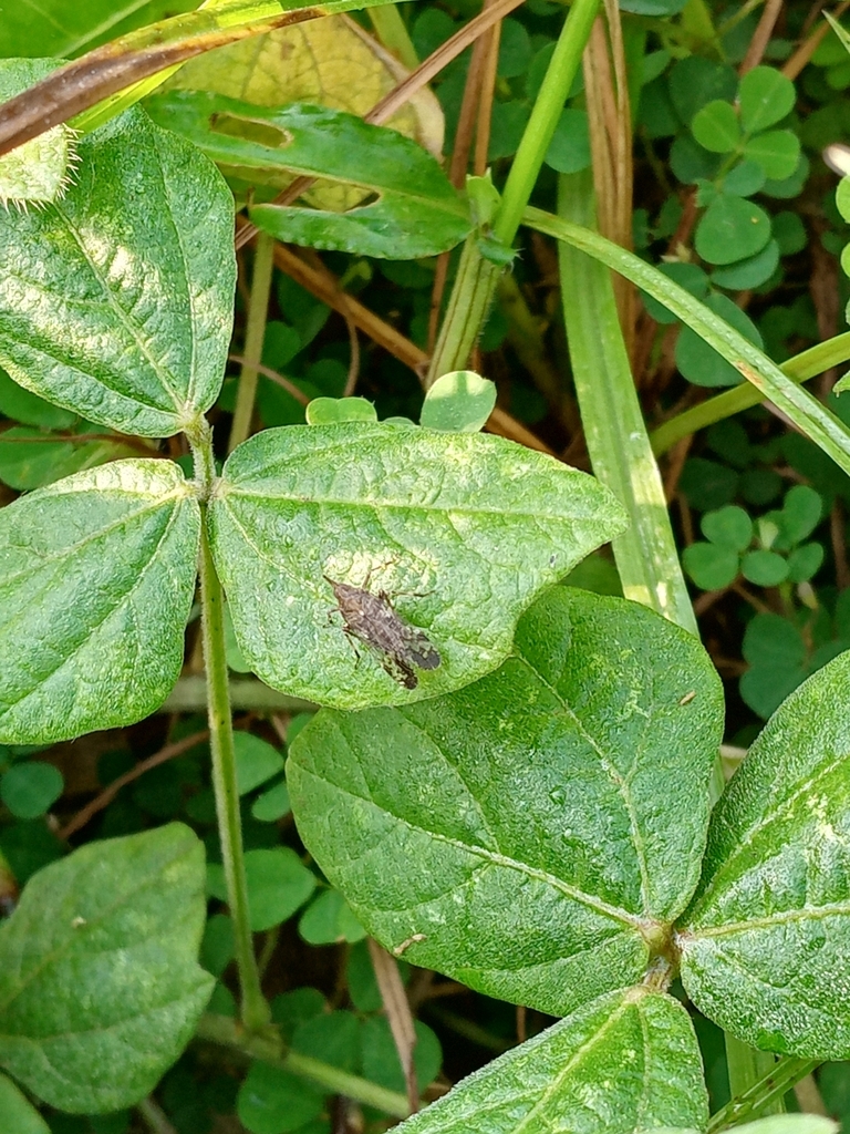 Philotheria rochetii from Weija Gbawe Municipal Ghana on October 27 ...