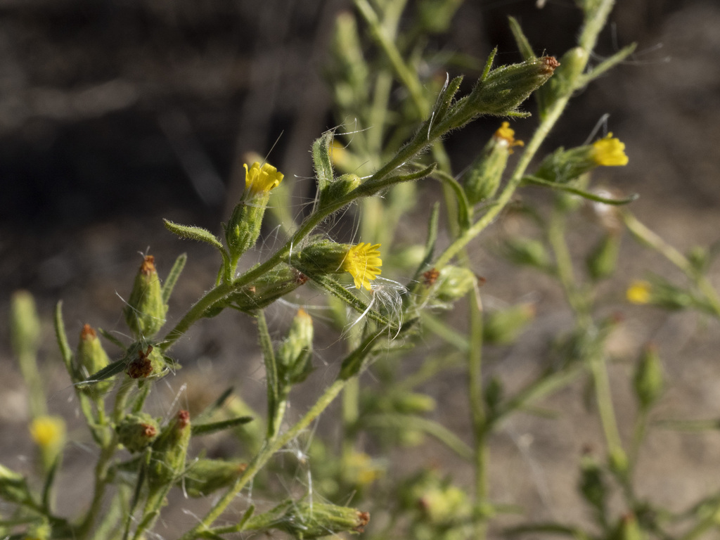 Stinkwort from Otay Valley Regional Park, San Diego, California, United ...