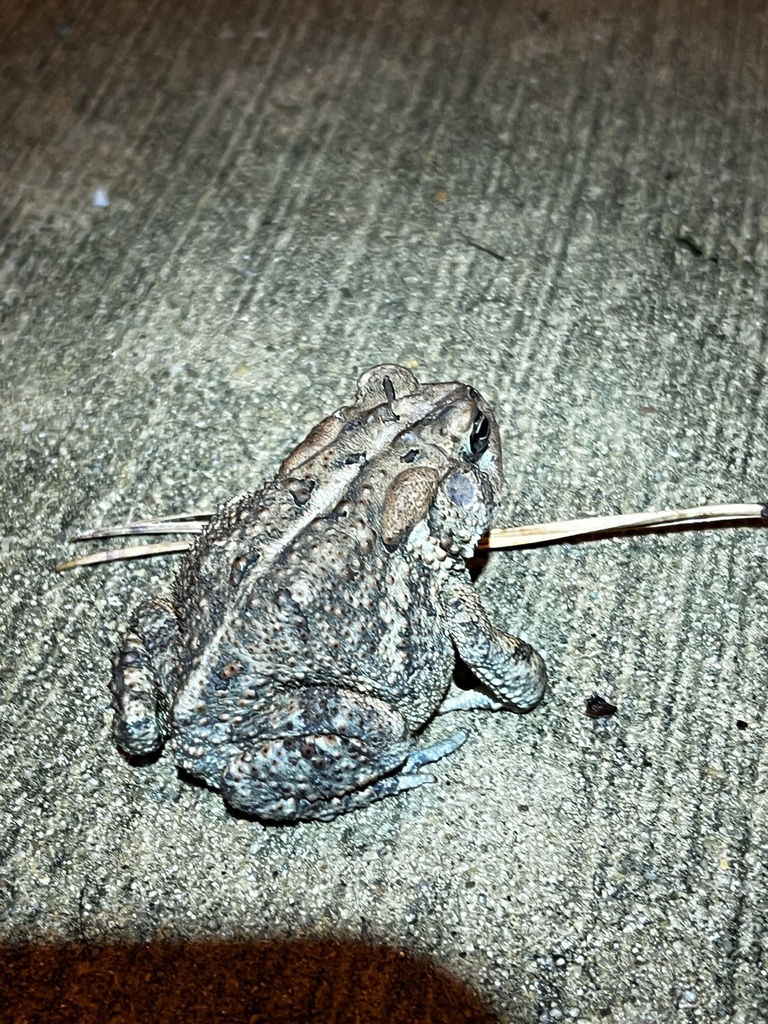Southern Toad from Chilatchee Park, Alberta, AL, US on October 25, 2022 ...