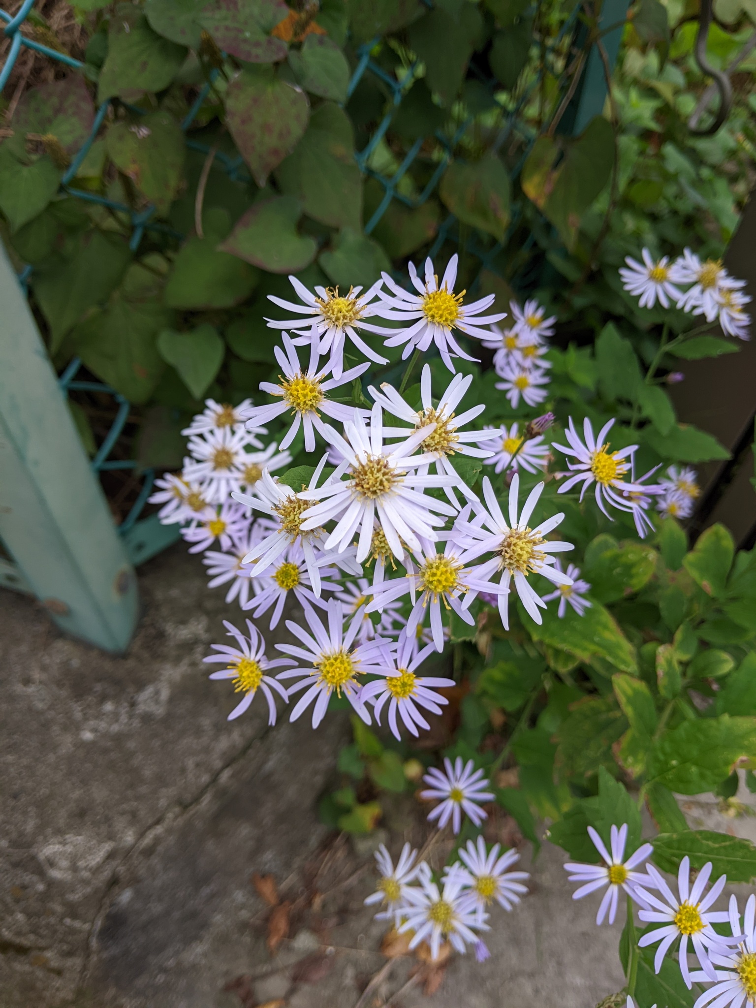 Aster microcephalus var. ovatus (Franch. & Sav.) Soejima & Mot.Ito