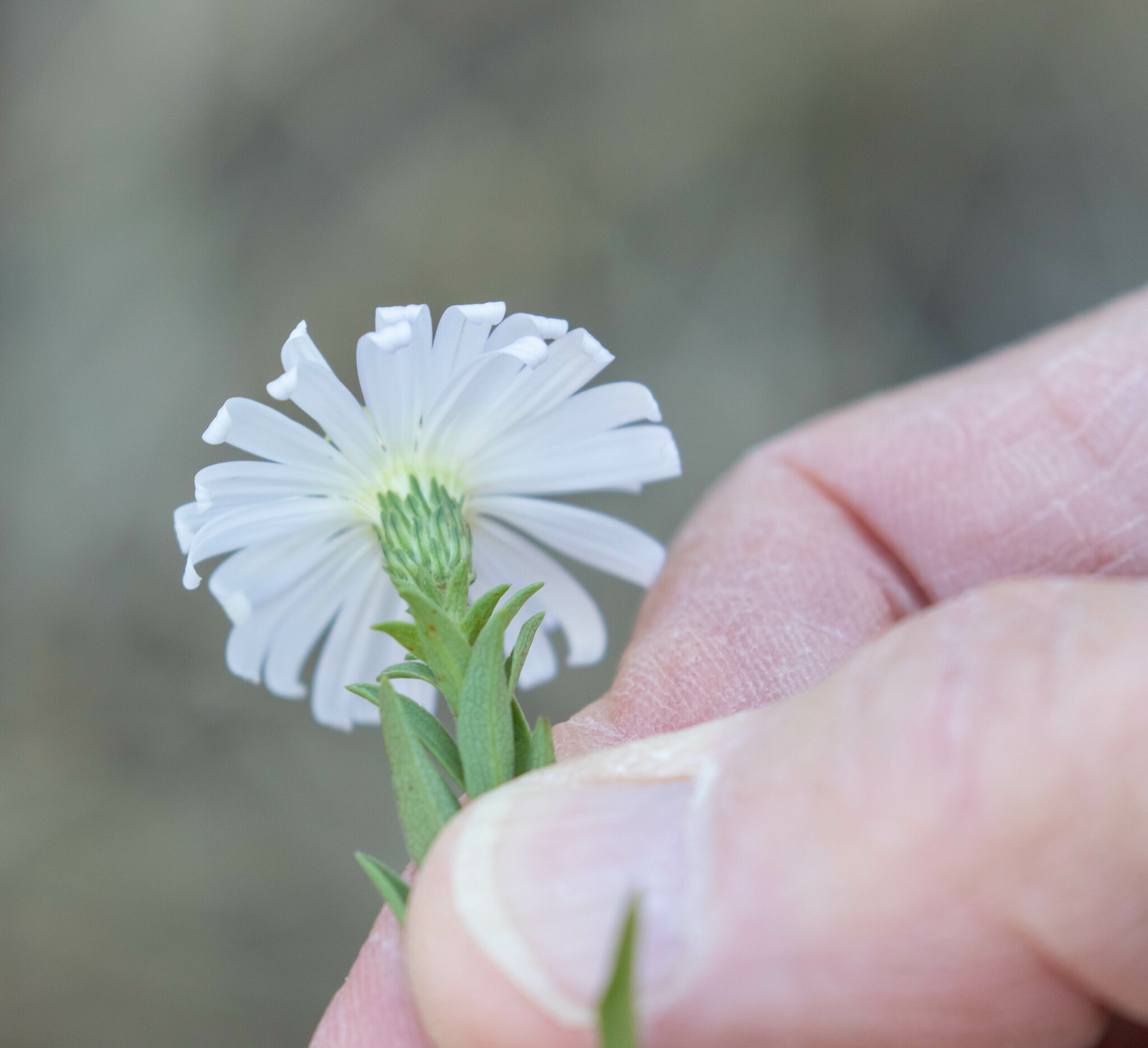 Symphyotrichum lanceolatum var. hesperium (A.Gray) G.L.Nesom