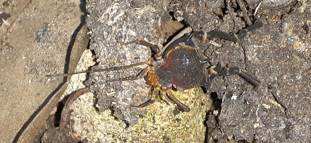 Acanthopachylus aculeatus from Ruta 74 Y Klm.32.800, 15500 Departamento ...