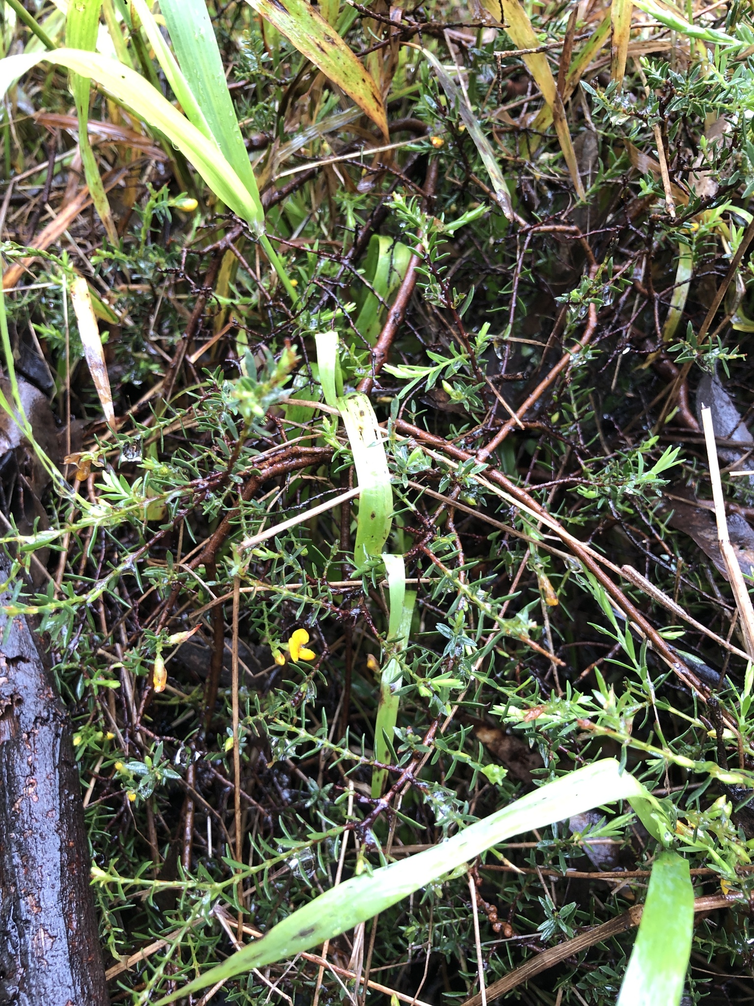 Eutaxia diffusa F.Muell.