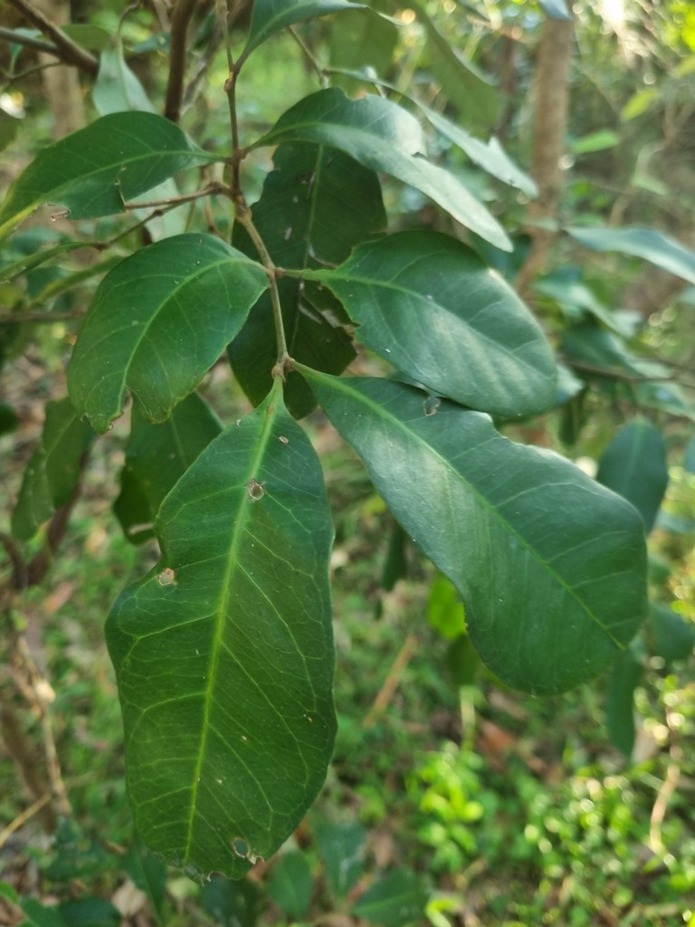 Guioa from Coffs Harbour NSW, Australia on October 28, 2022 at 06:51 AM ...
