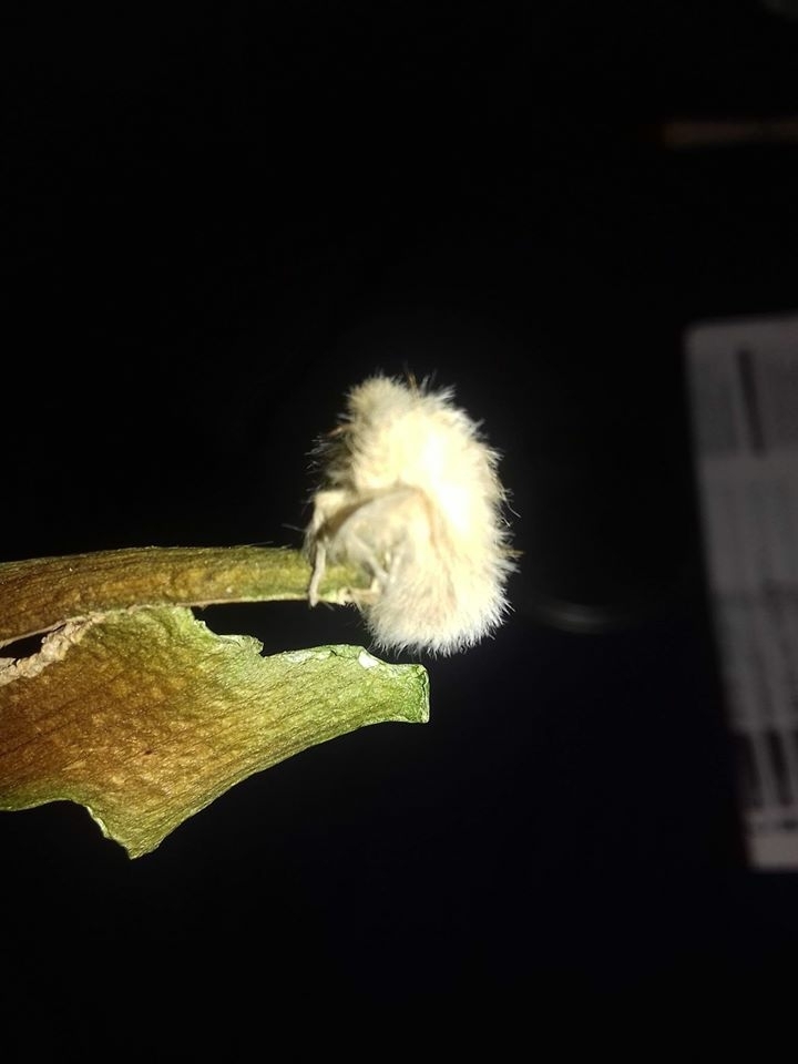 Paracles deserticola from Ruta 74 Y Klm.32.800, 15500 Departamento de ...