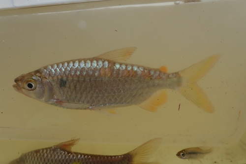 Brycinus imberi · NaturaLista Colombia