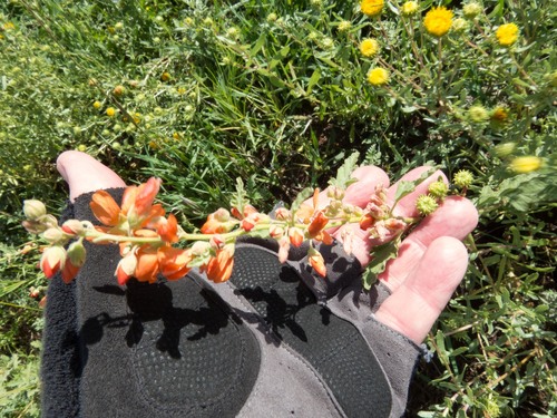 Subspecies Sphaeralcea fendleri fendleri · iNaturalist