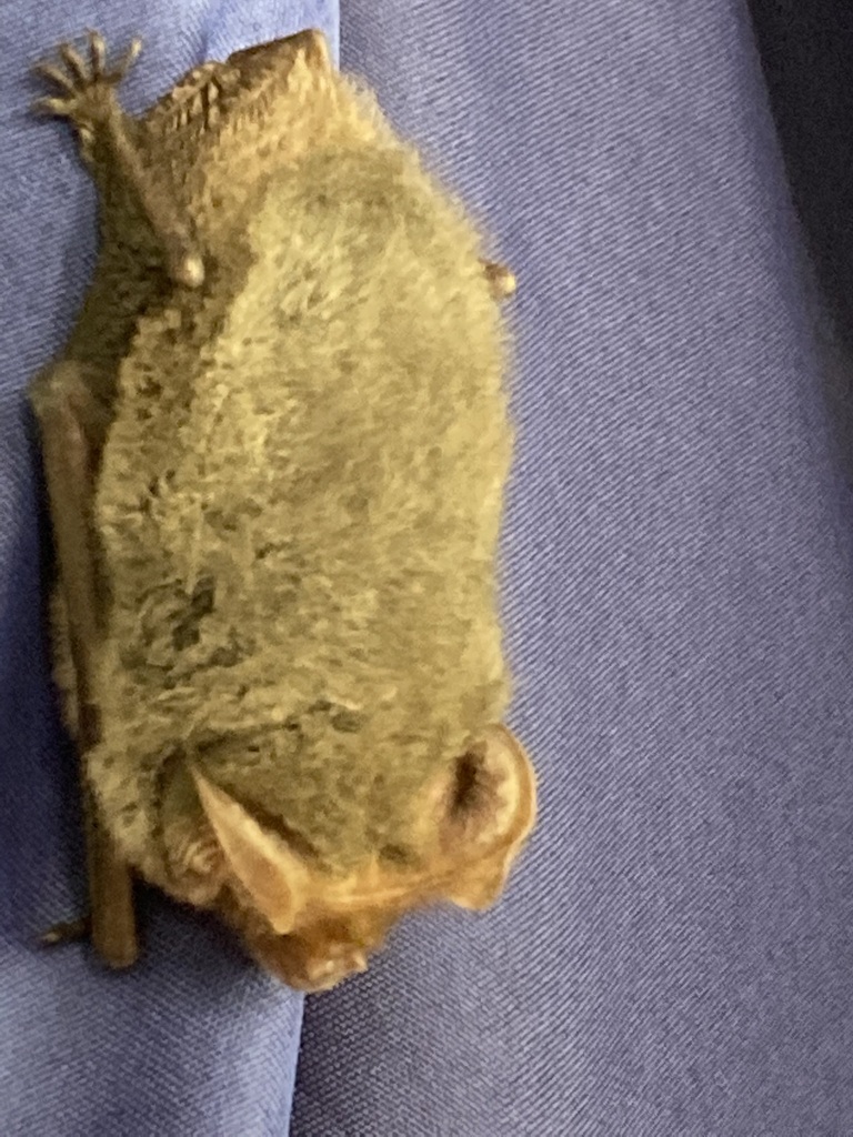 Gould's Long-eared Bat from Coomba Park NSW 2428, Australia on April 24 ...