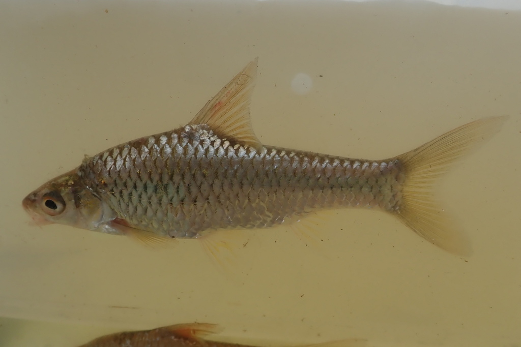 (Enteromius afrohamiltoni) - Marine Life Identification