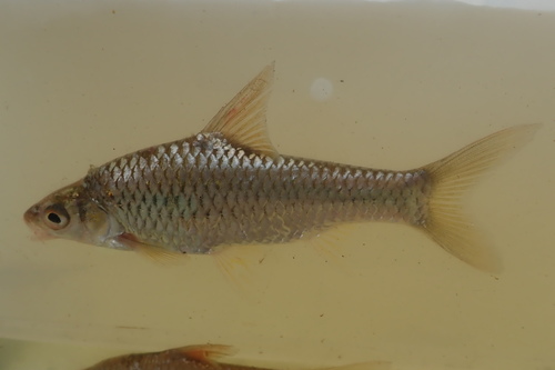 Enteromius afrohamiltoni · iNaturalist