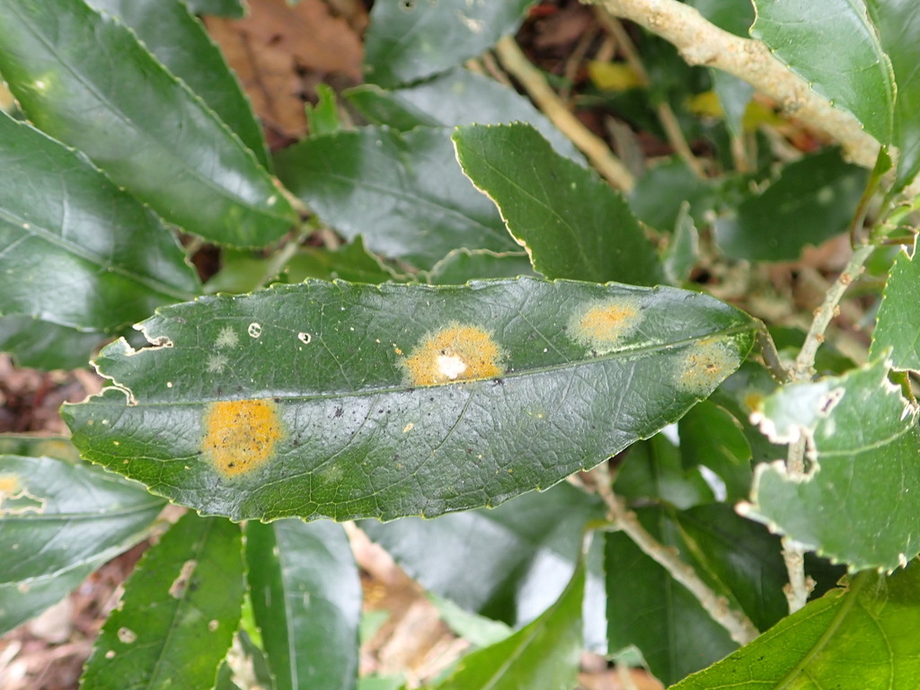 Mahoe Leafspot from Featherston, New Zealand on October 28, 2022 at 11: ...